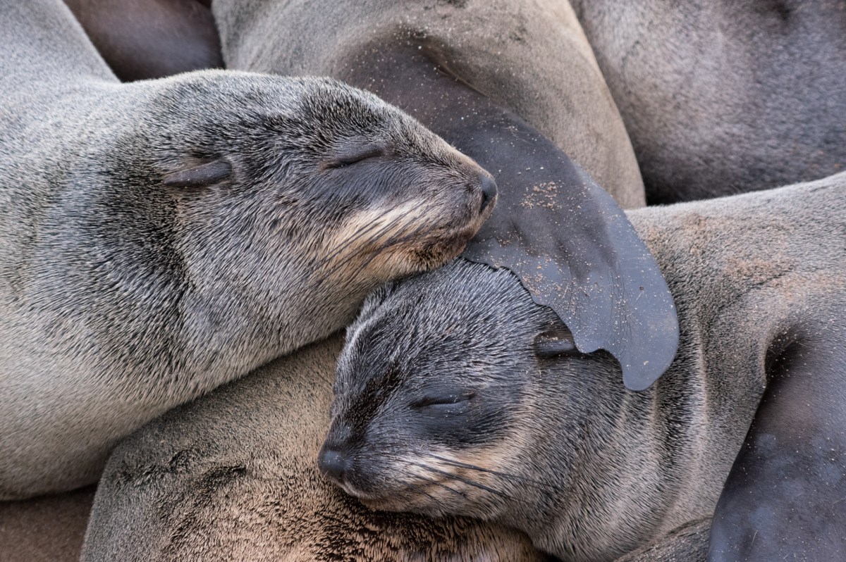 Weekly Image #20 – Cuddly seals – thefoxtakespictures